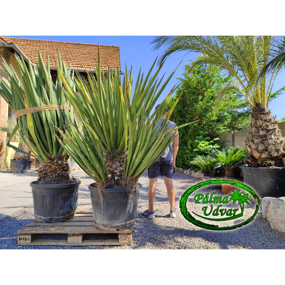 Yucca Faxoniana - Faxon jukka 3 törzs - Pálma Udvar