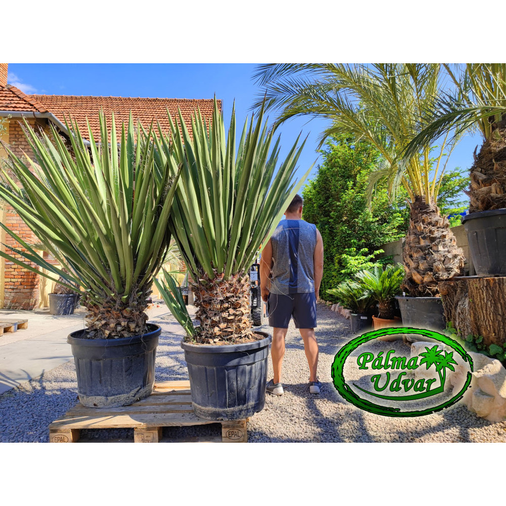 Yucca Faxoniana - Faxon jukka - Pálma Udvar