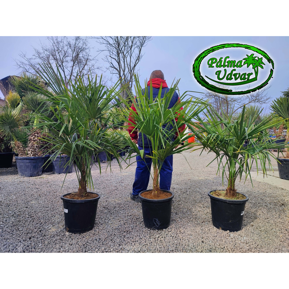 Trachycarpus Fortunei Kínai kenderpálma 20-30cm magasság - Pálma Udvar
