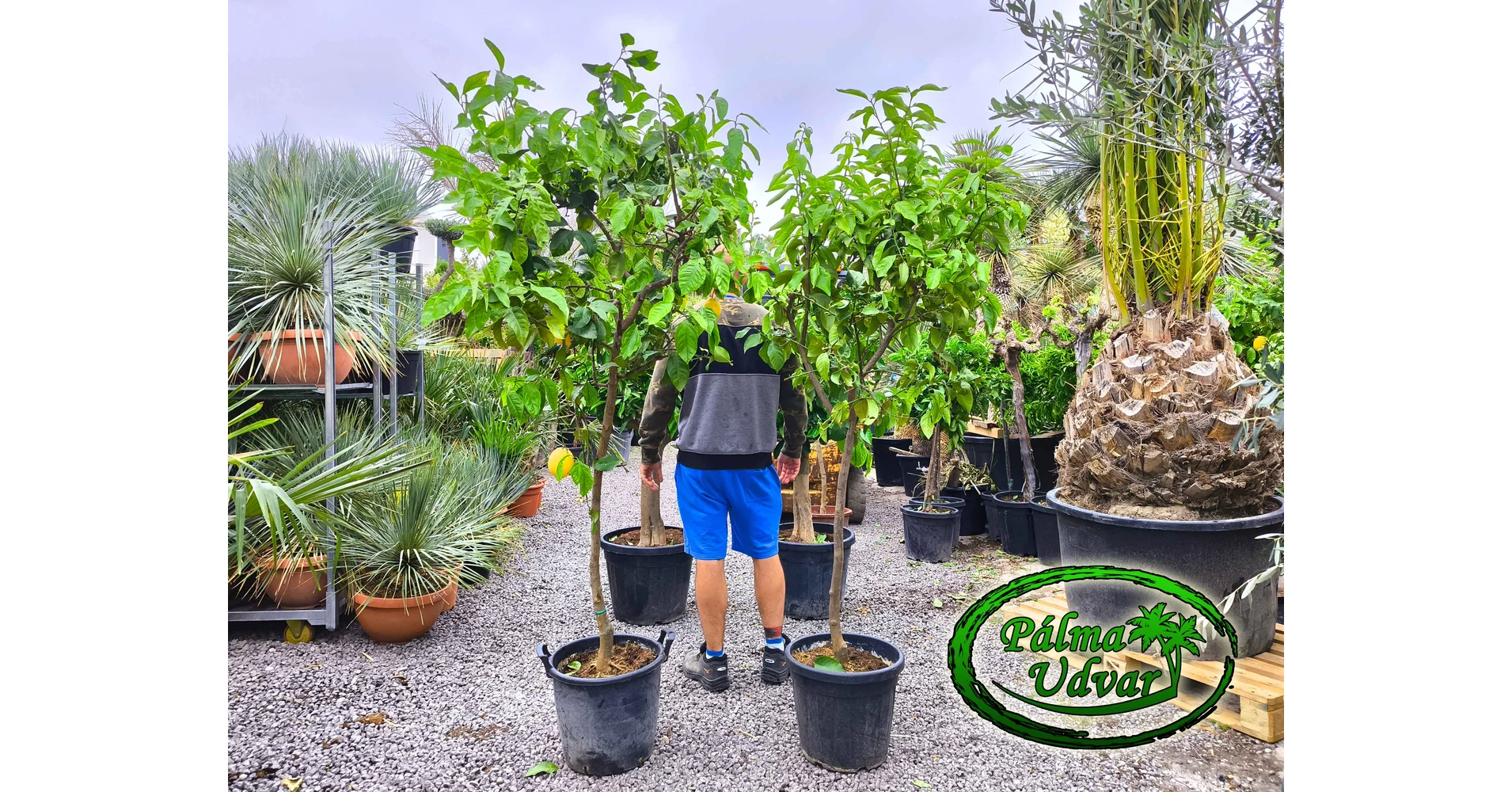 Citromfa Citrus Limon /termő/ 30L EXTRA