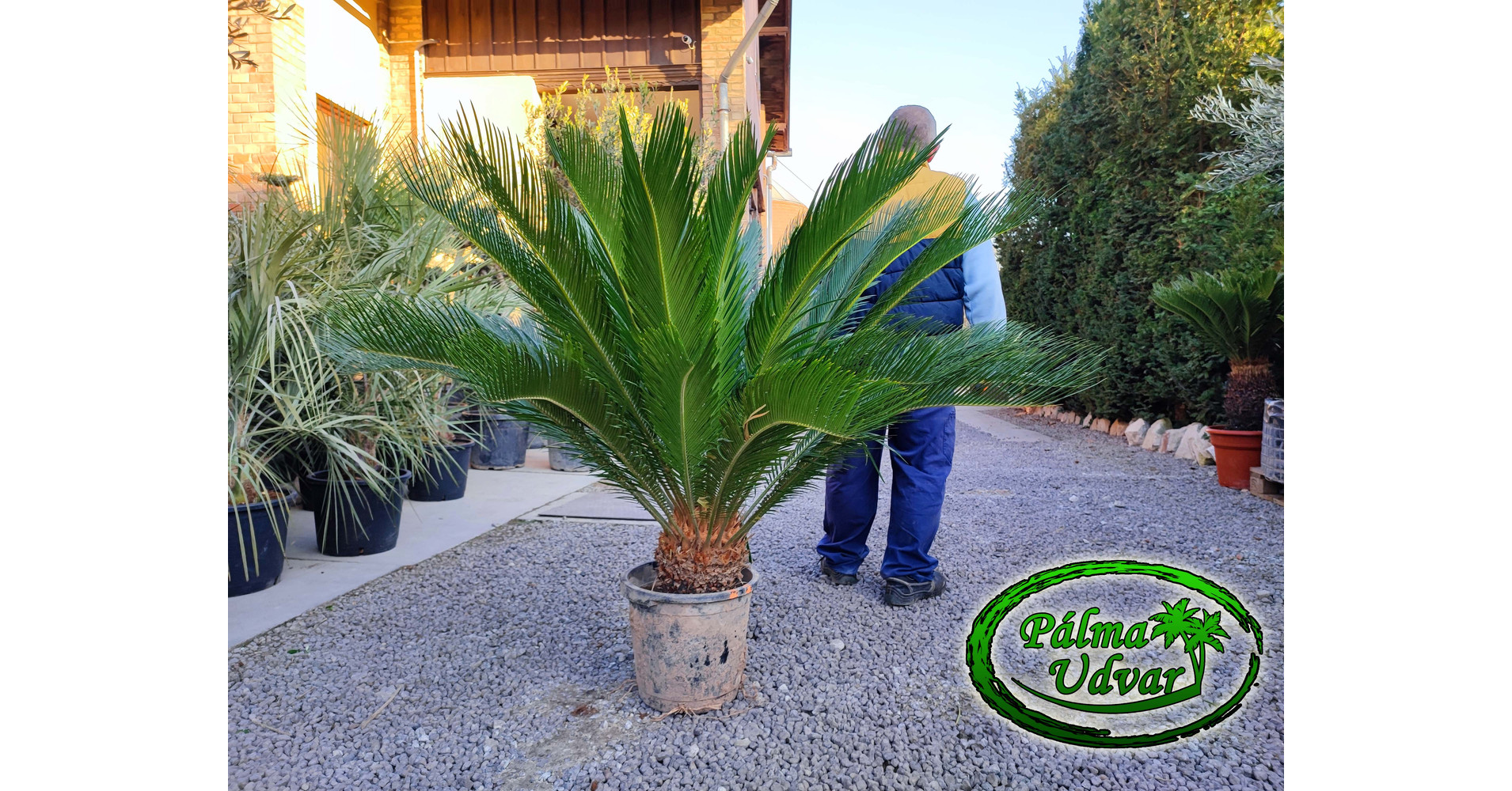 Cycas Revoluta 20L - Pálma Udvar