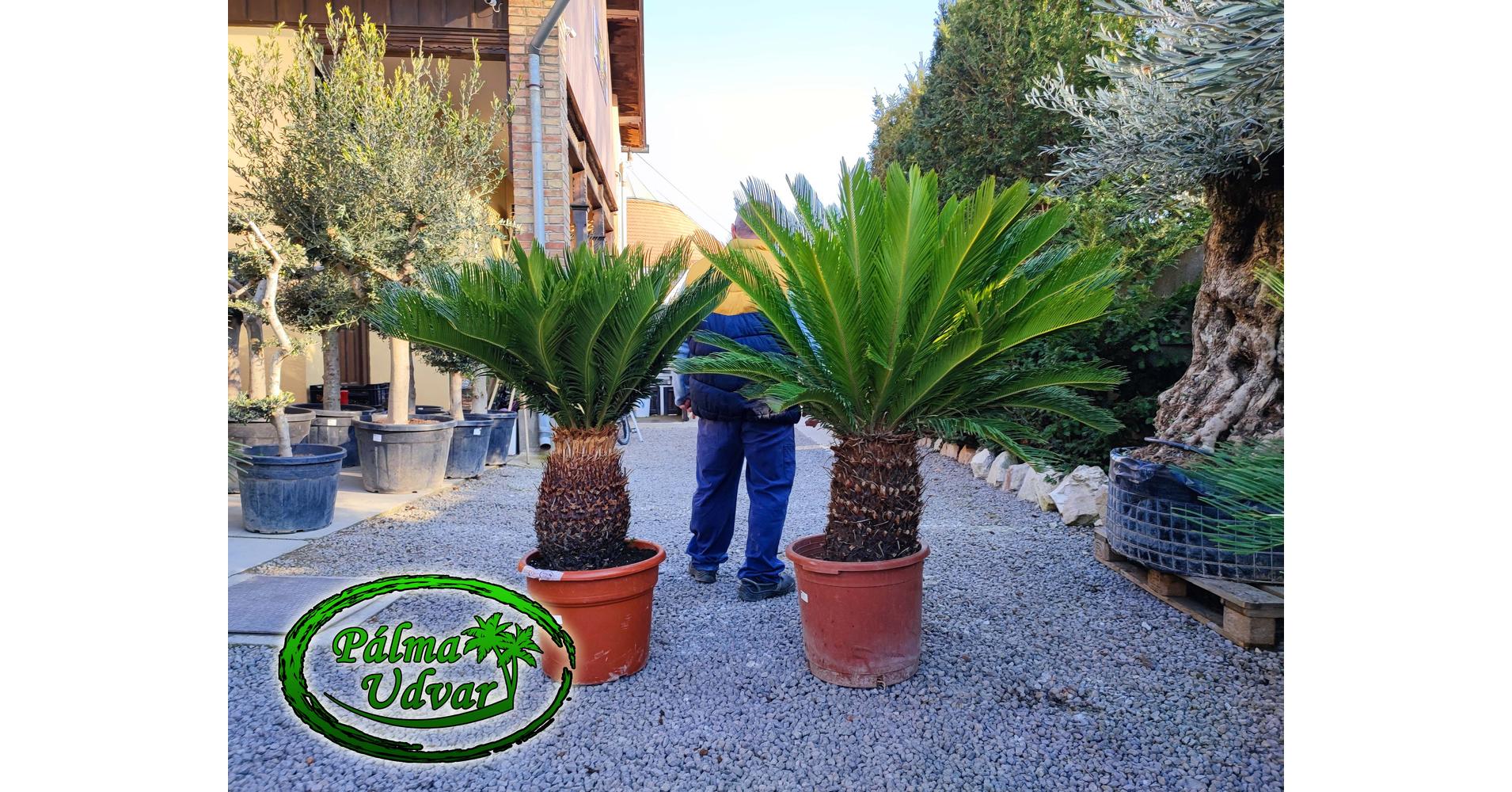Cycas Revoluta 40-50cm törzsmagasság - Pálma Udvar