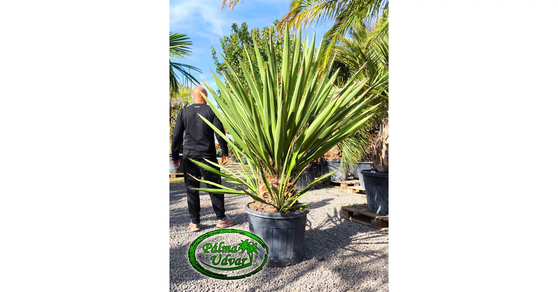 Yucca Faxoniana - Faxon jukka - Pálma Udvar