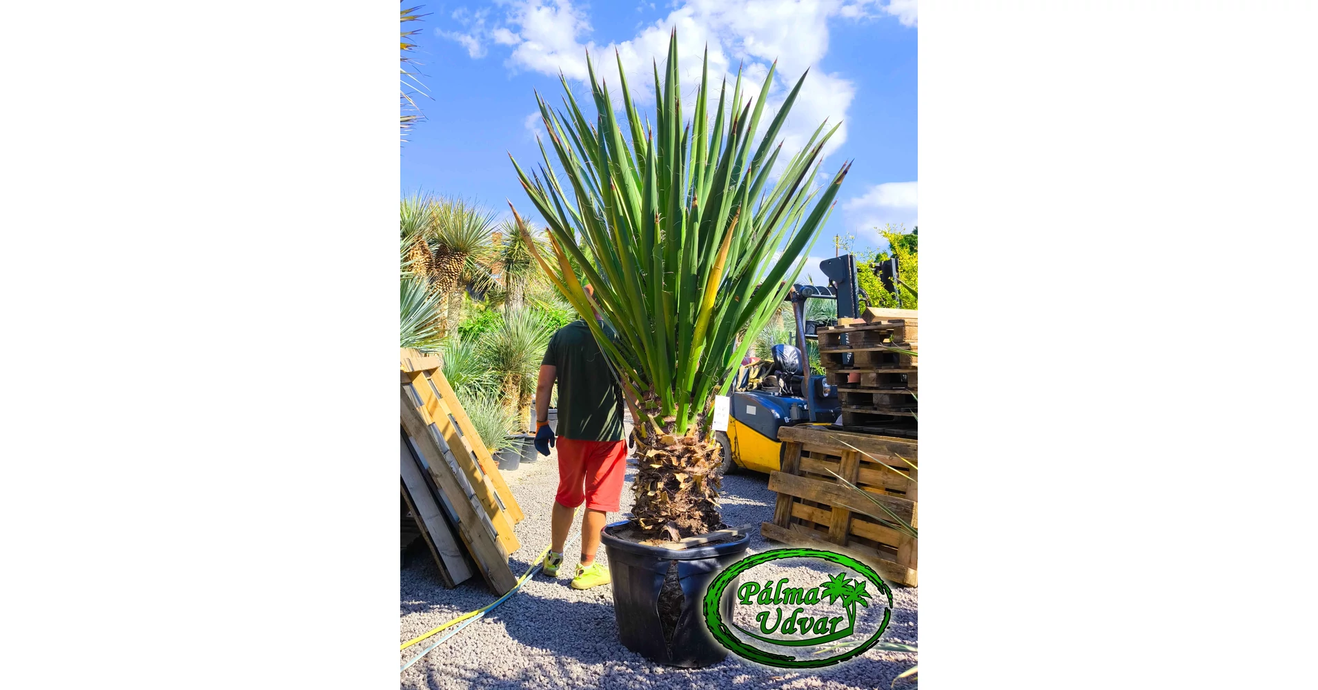 Yucca Faxoniana - Faxon jukka törzs 100cm EXTRA var. 1. - Pálma Udvar