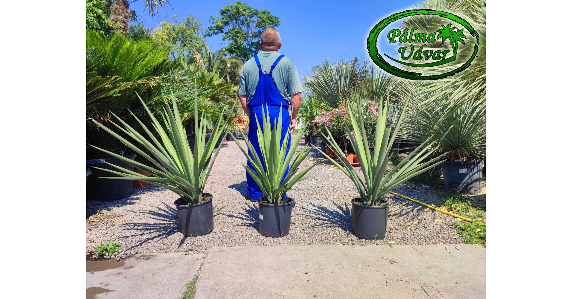 Yucca Faxoniana - Faxon jukka 10L - Pálma Udvar