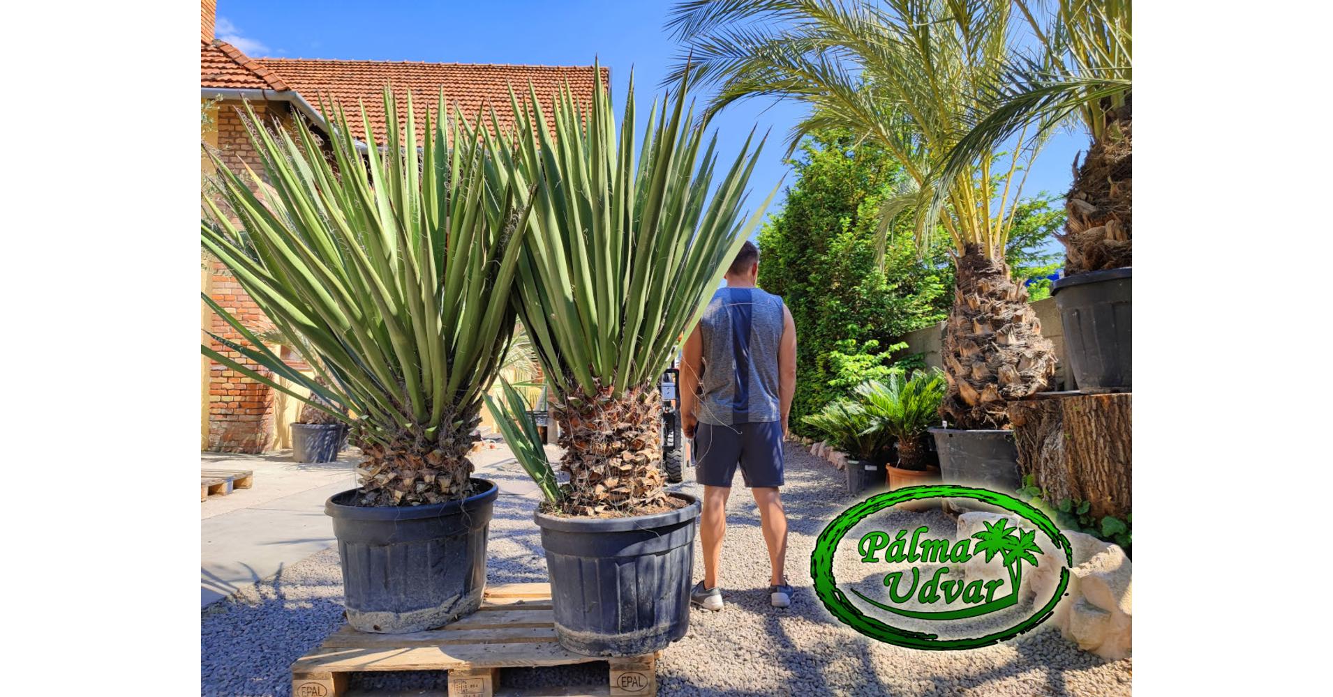 Yucca Faxoniana - Faxon jukka - Pálma Udvar