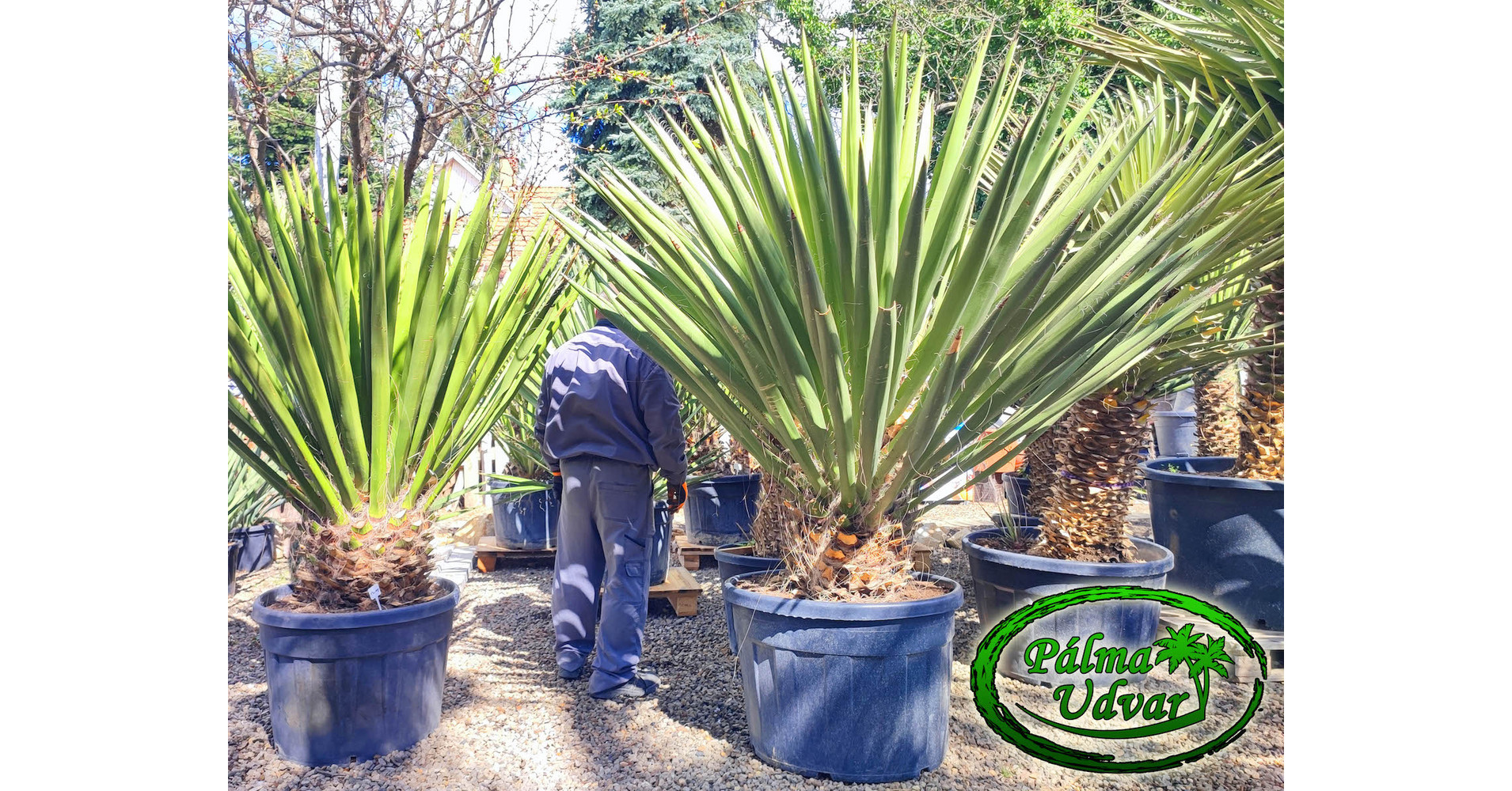 Yucca Faxoniana - Faxon jukka var. 5 - Pálma Udvar