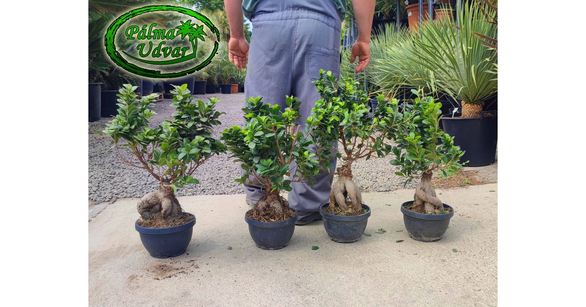 Ficus Ginseng bonsai 60cm - Pálma Udvar