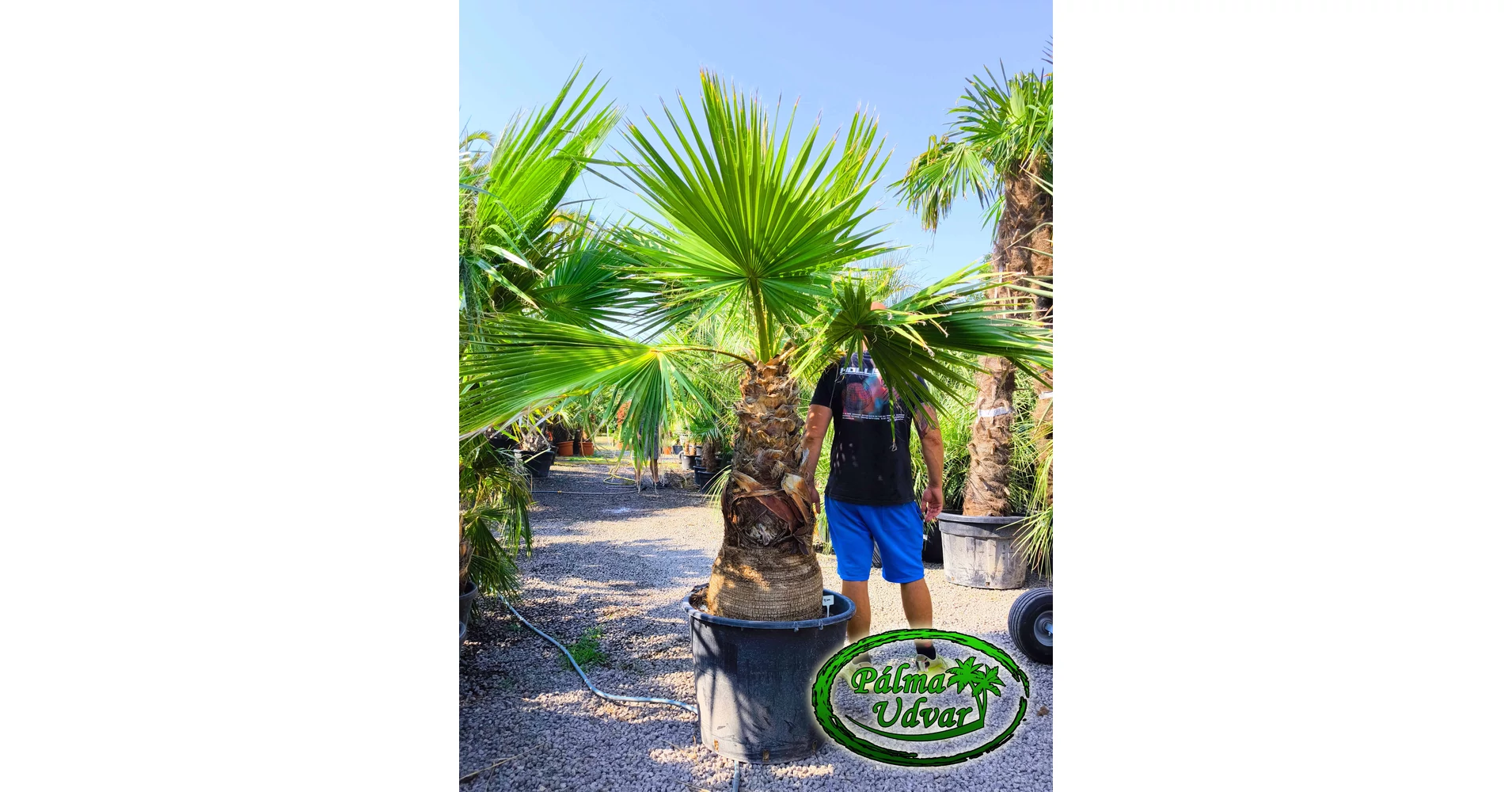 Washingtonia Filibusta 110cm törzs - Pálma Udvar