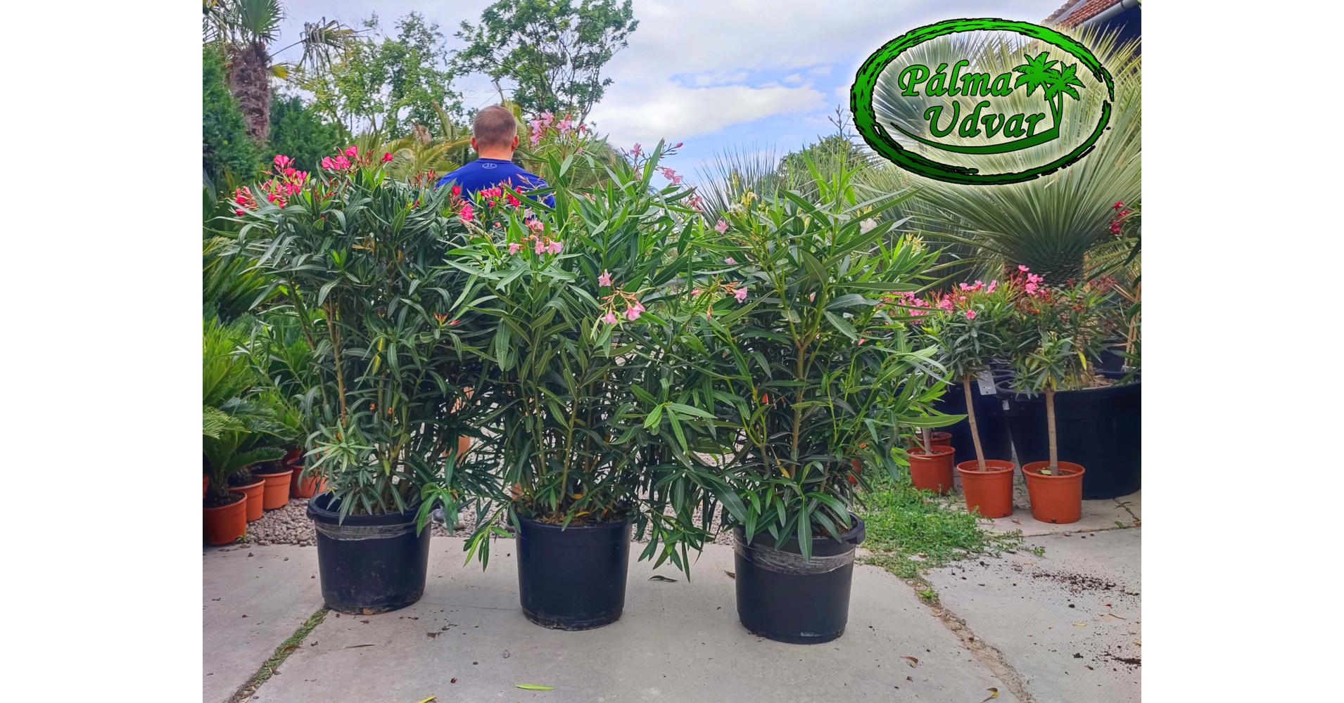 Leander 25L több színben - Pálma Udvar