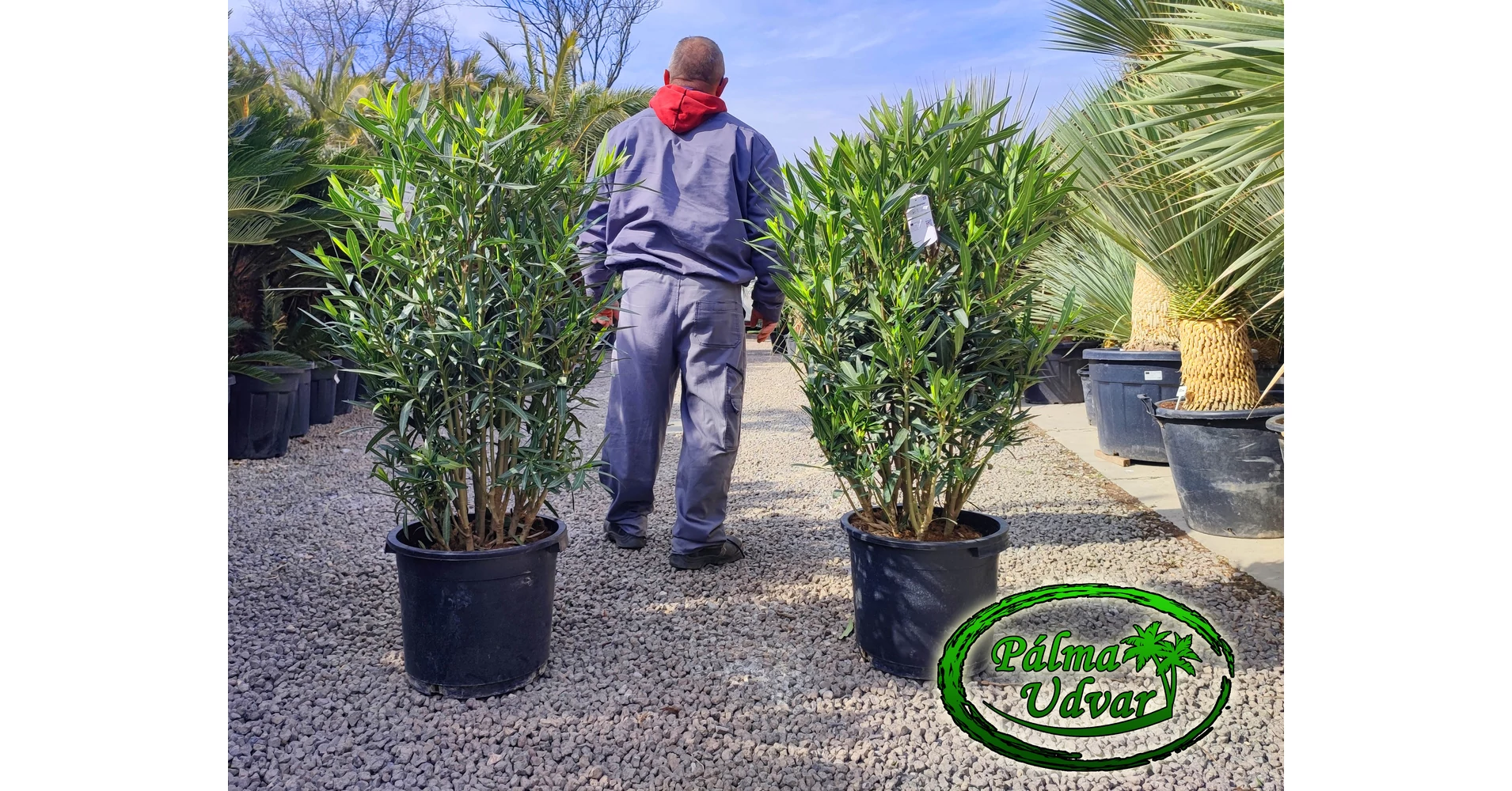 Leander 25L Rózsaszín - Pálma Udvar