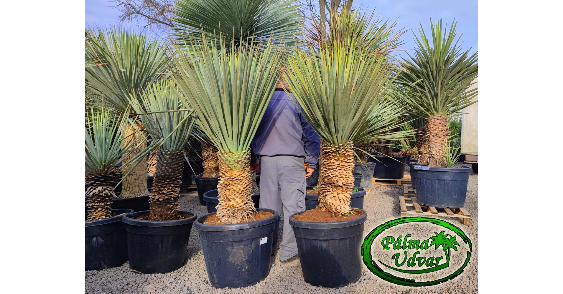 Yucca Rigida 50cm törzs - Pálma Udvar