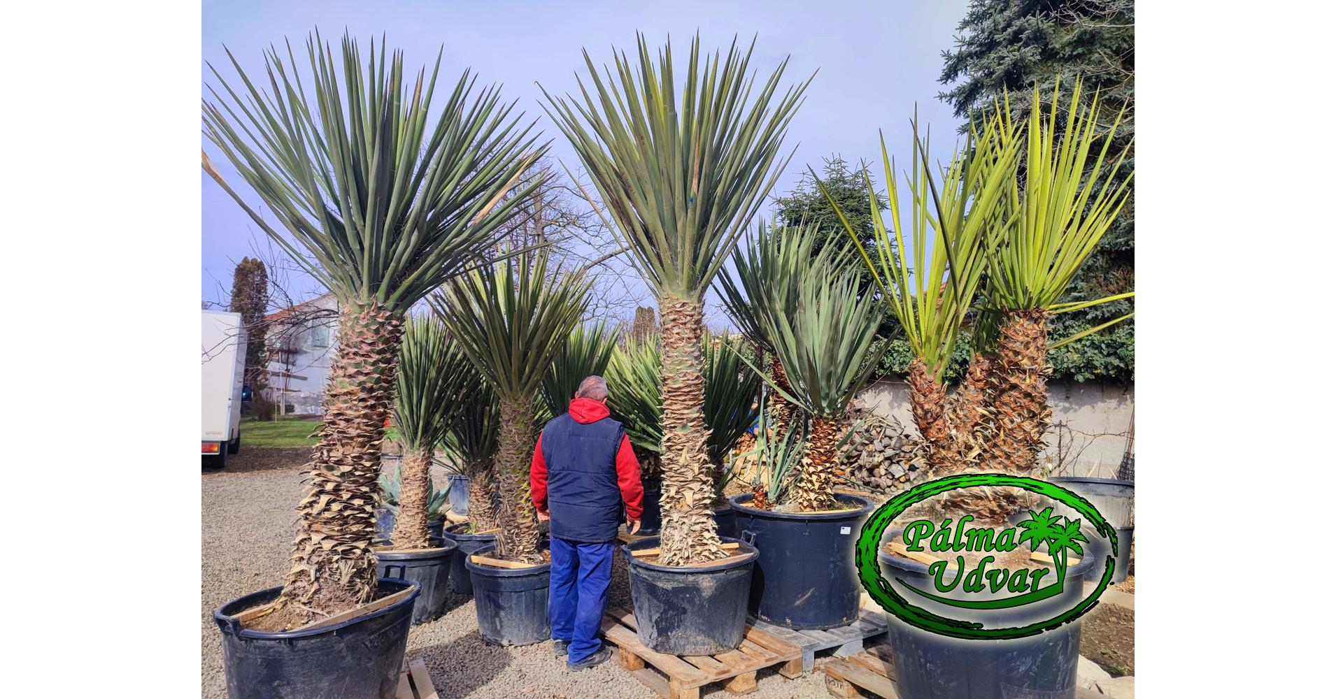 Yucca Rigida Kék Yucca ÓRIÁS - Pálma Udvar