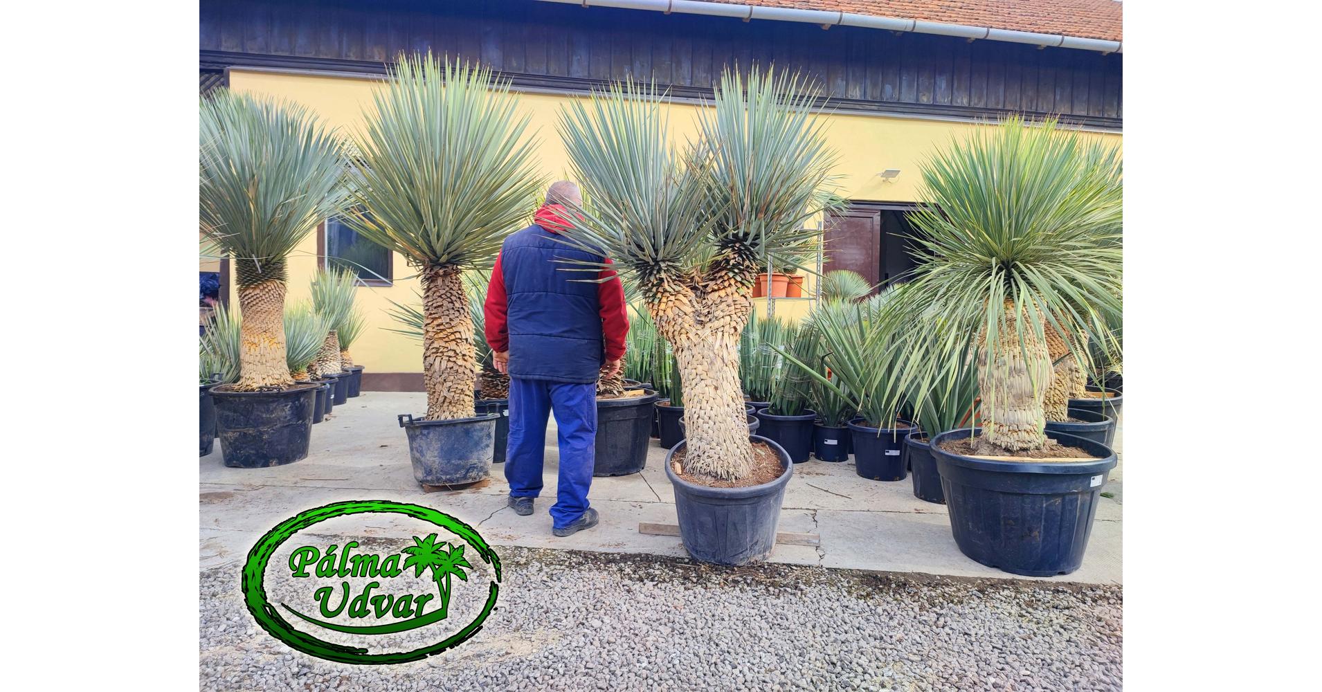 Yucca Rigida DUPLA Óriás - Pálma Udvar