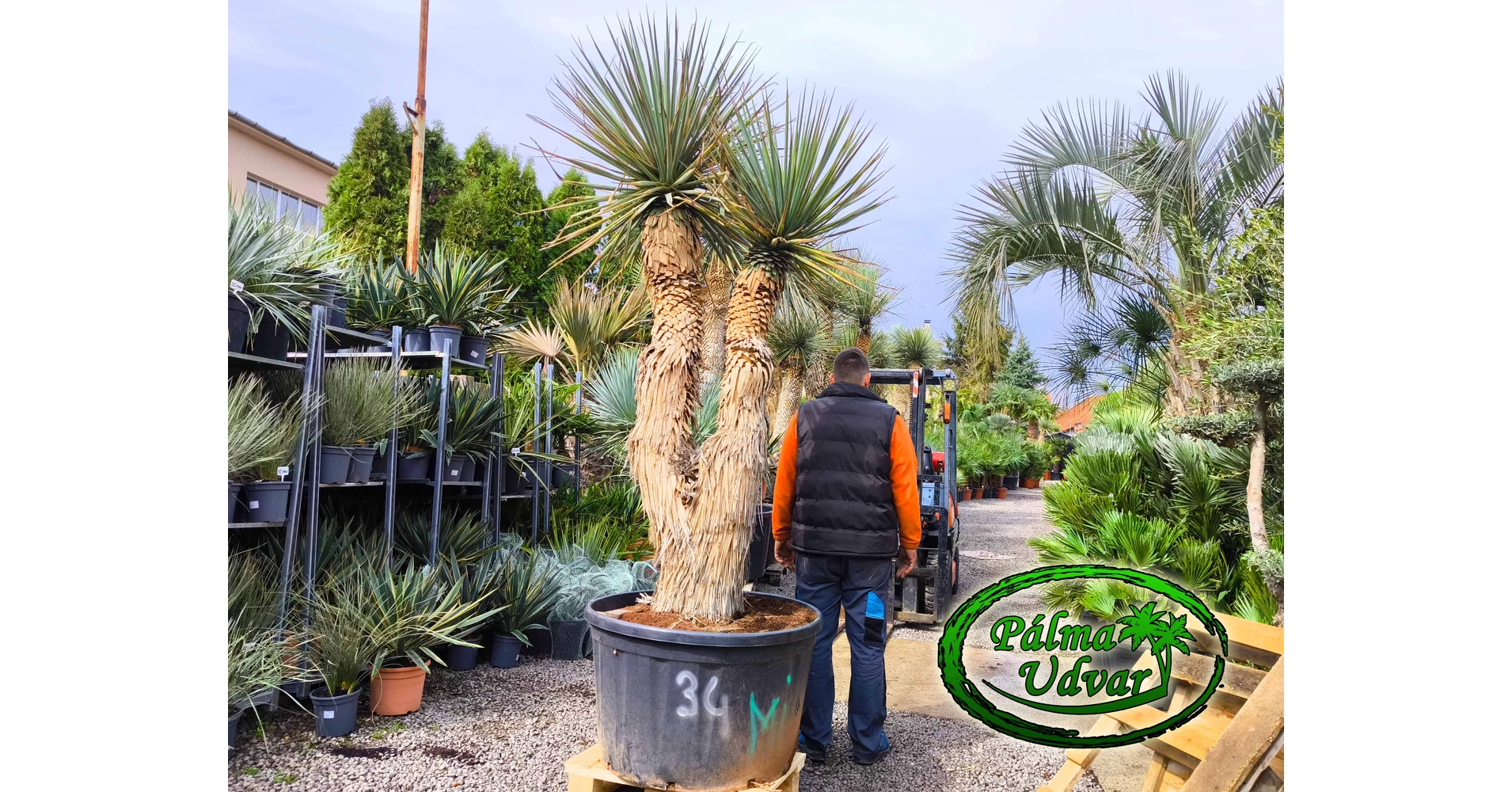 Yucca Rigida DUPLA var. 1 - Pálma Udvar