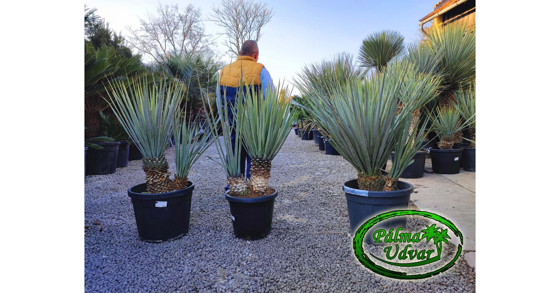 Yucca Rigida DUPLA - Pálma Udvar