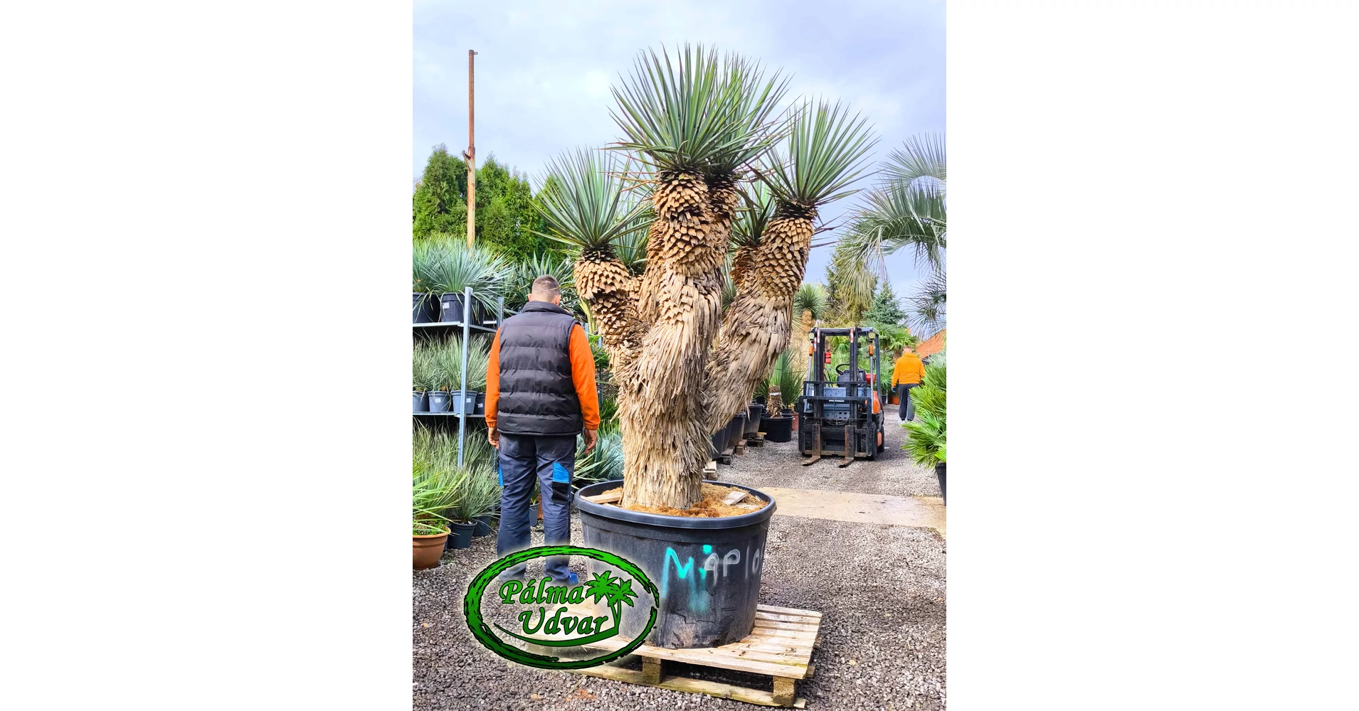 Yucca Rigida Kék Yucca MULTI Hydra - Pálma Udvar