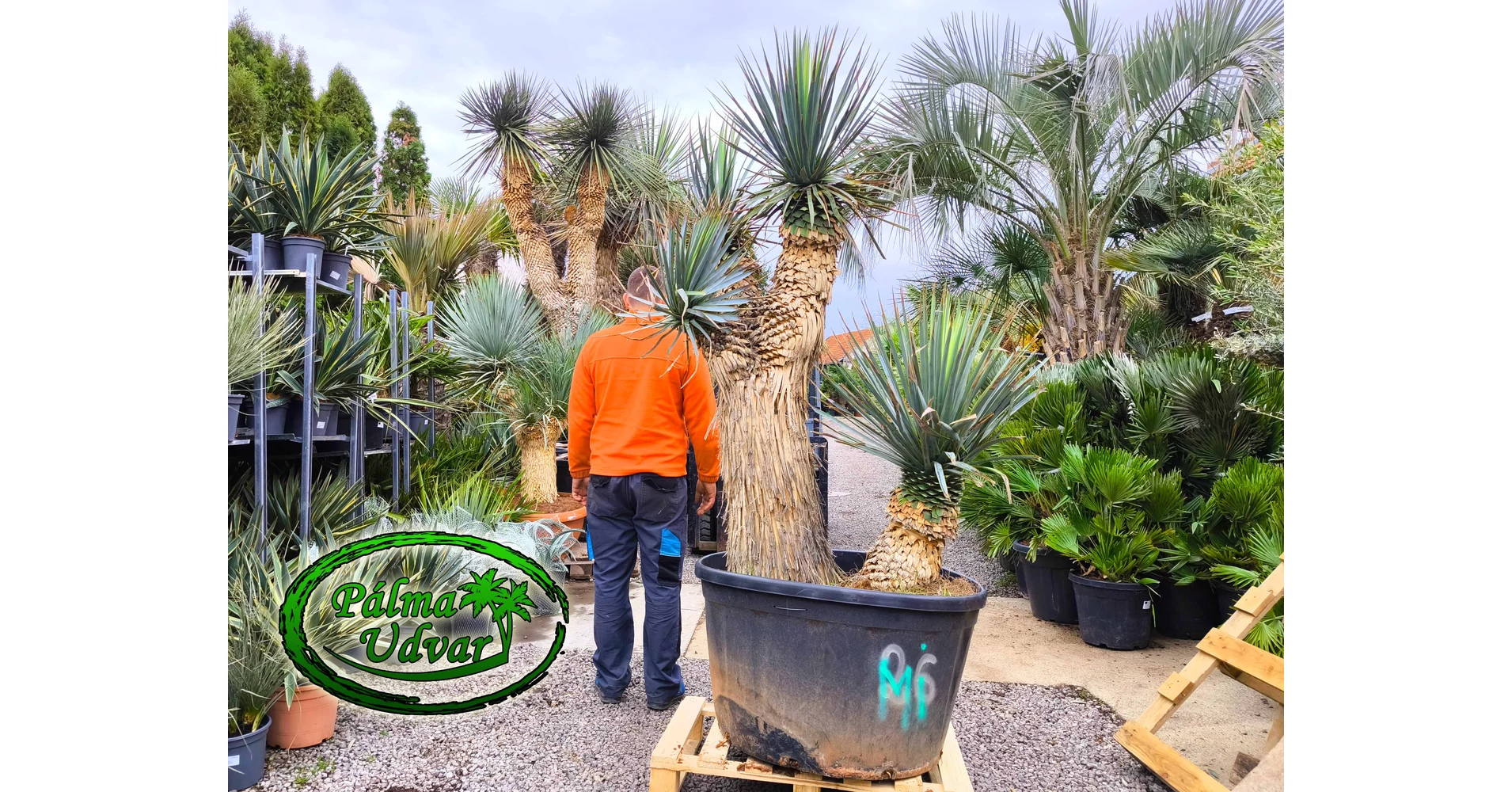 Yucca Rigida Kék Yucca MULTI var.1.- Pálma Udvar