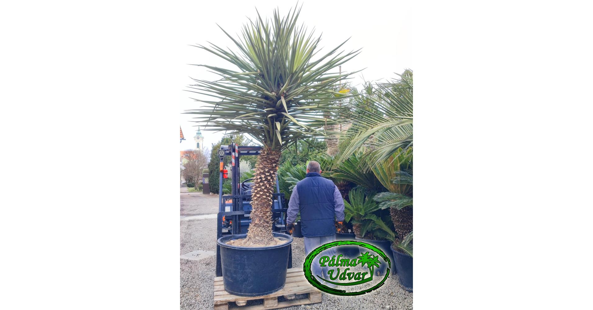 Yucca Torreyi - Faxon jukka ÓRIÁS MULTI - Pálma Udvar