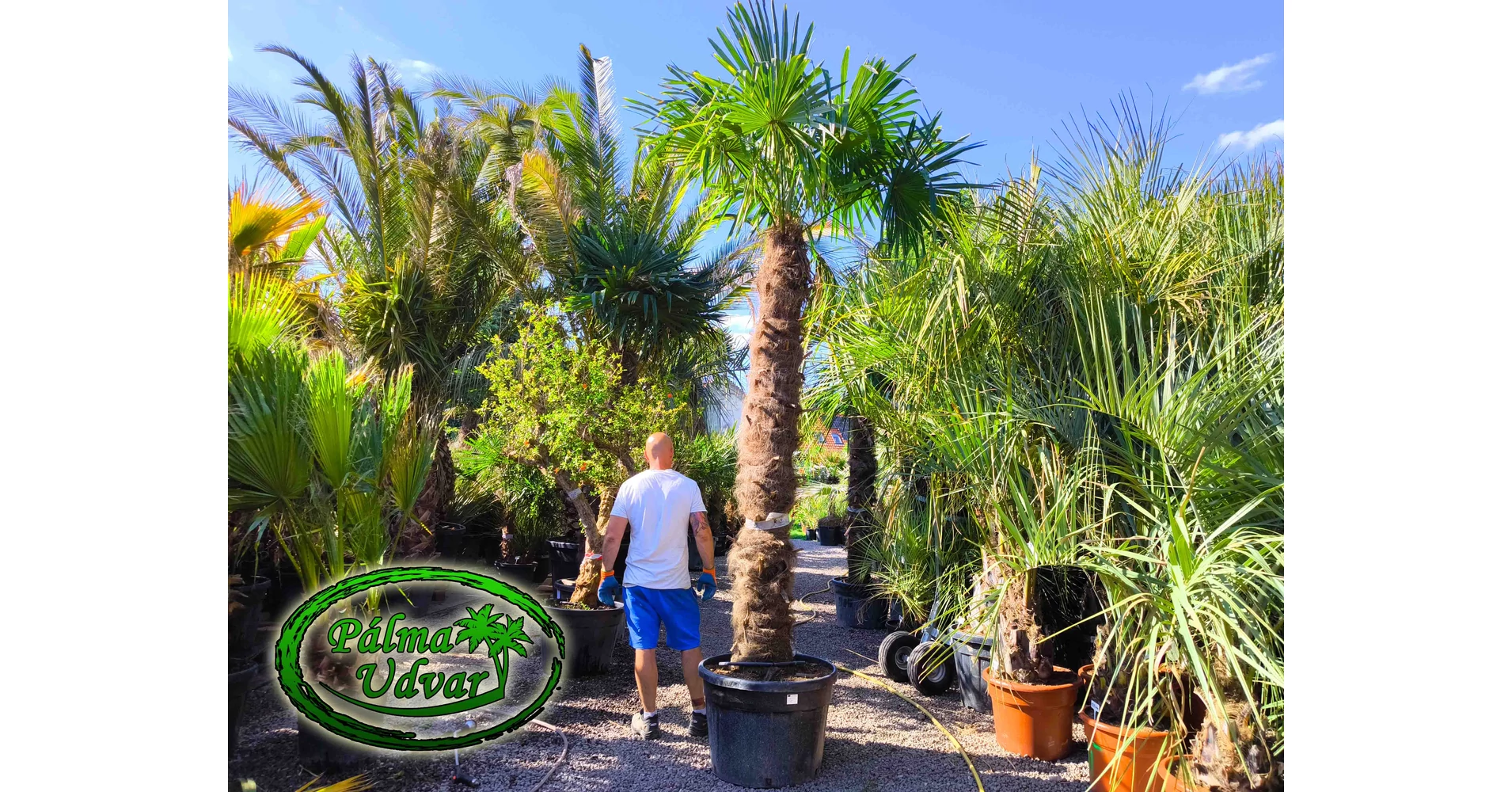 Trachycarpus Fortunei Kínai kenderpálma 240-250cm törzs - Pálma Udvar
