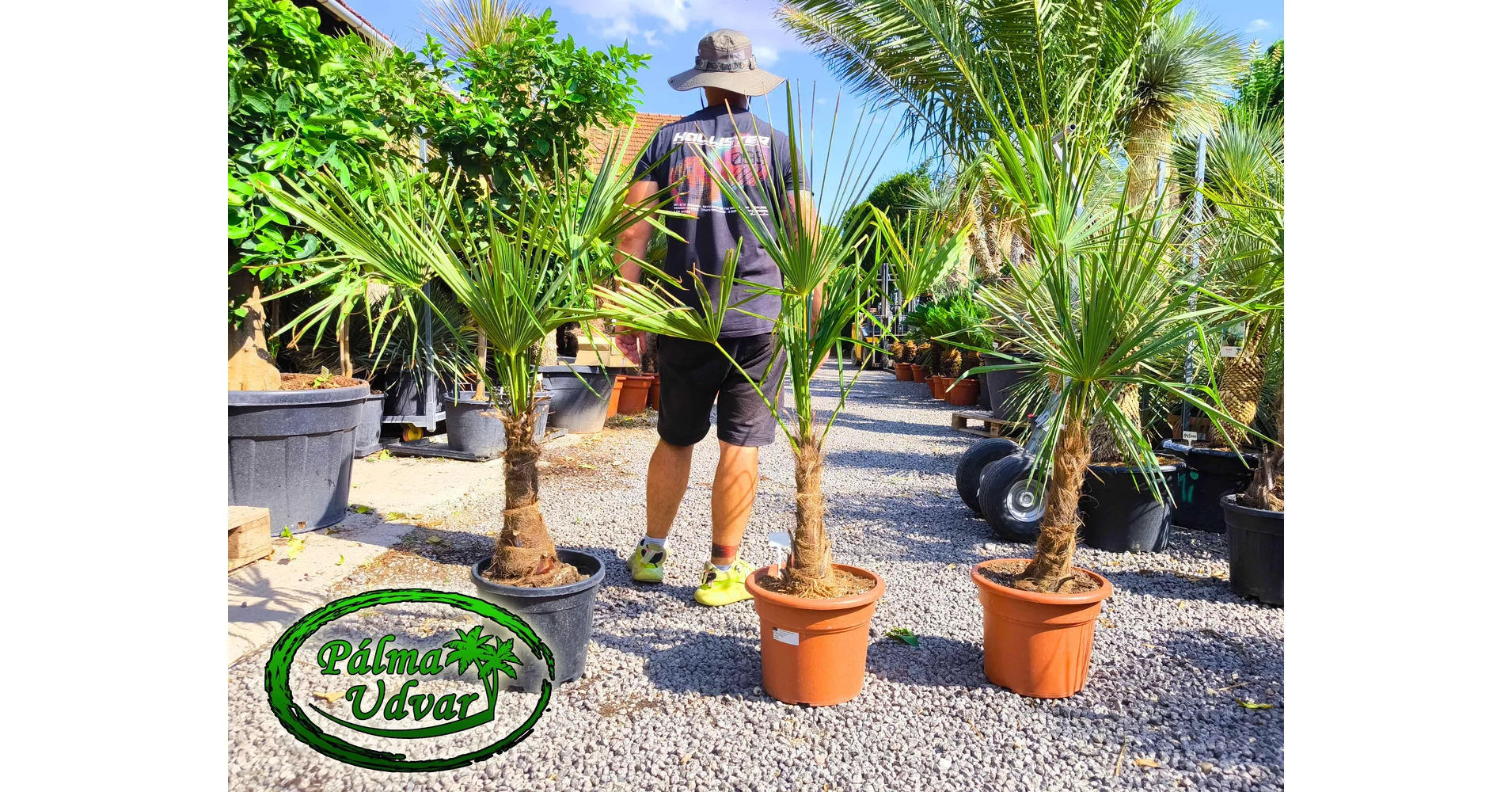 Trachycarpus Fortunei Kínai kenderpálma 30-40cm törzs - Pálma Udvar