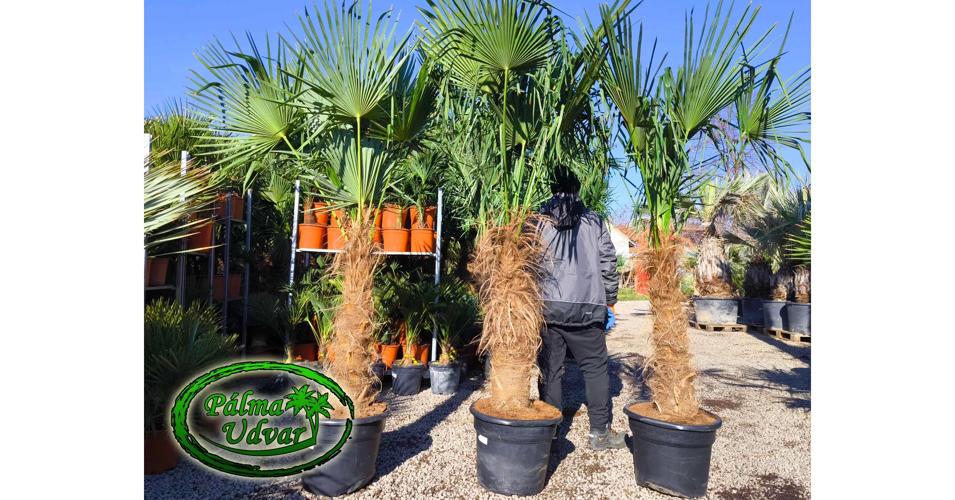 Trachycarpus Fortunei Kínai kenderpálma 90-100cm törzs - Pálma Udvar