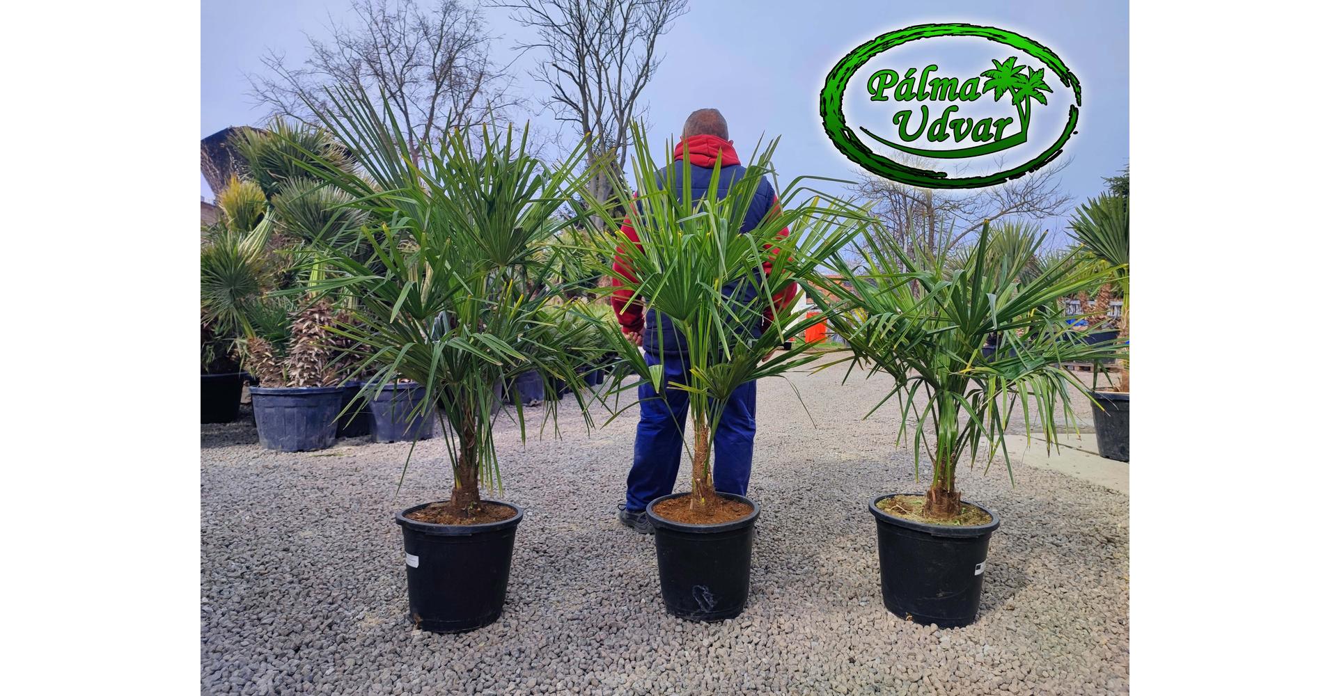 Trachycarpus Fortunei Kínai kenderpálma 20-30cm magasság - Pálma Udvar