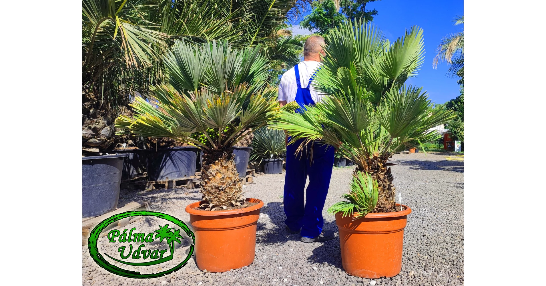 Chamaerops Humilis Vulcano 1 30-40cm törzs - Pálma Udvar