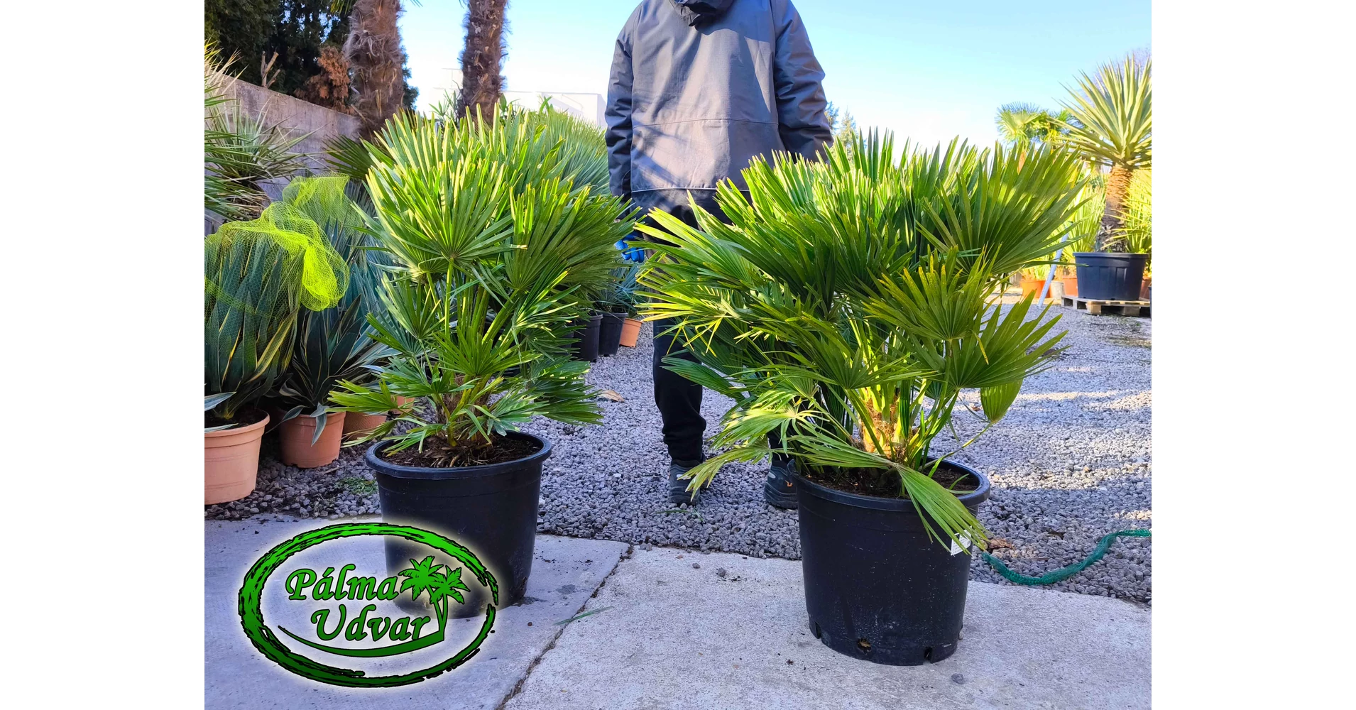Chamaerops Humilis Vulcano 30L - Pálma Udvar