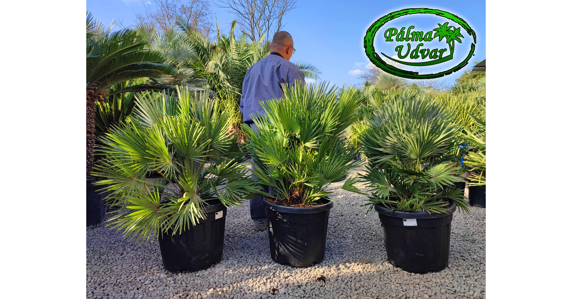 Chamaerops Humilis Vulcano 100-110cm - Pálma Udvar