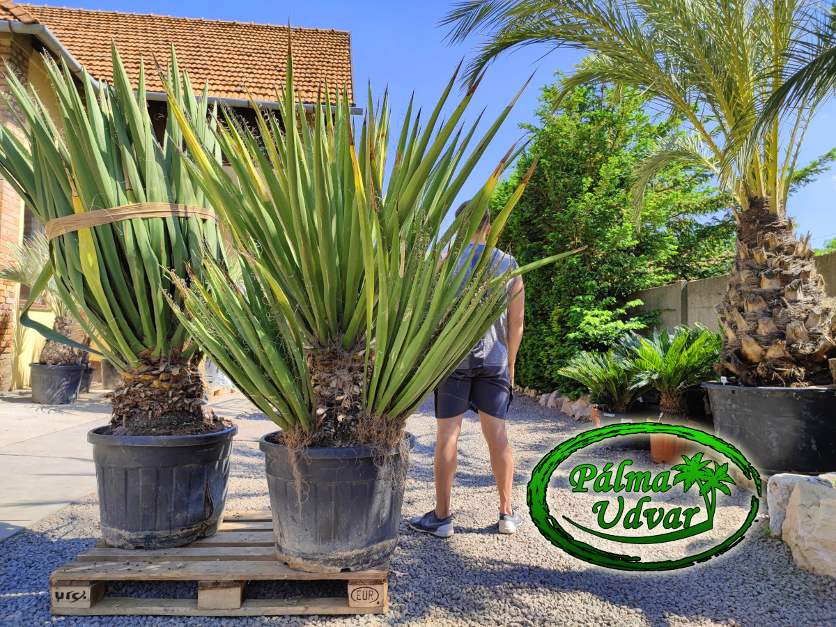 Yucca Faxoniana - Faxon jukka 3 törzs - Pálma Udvar